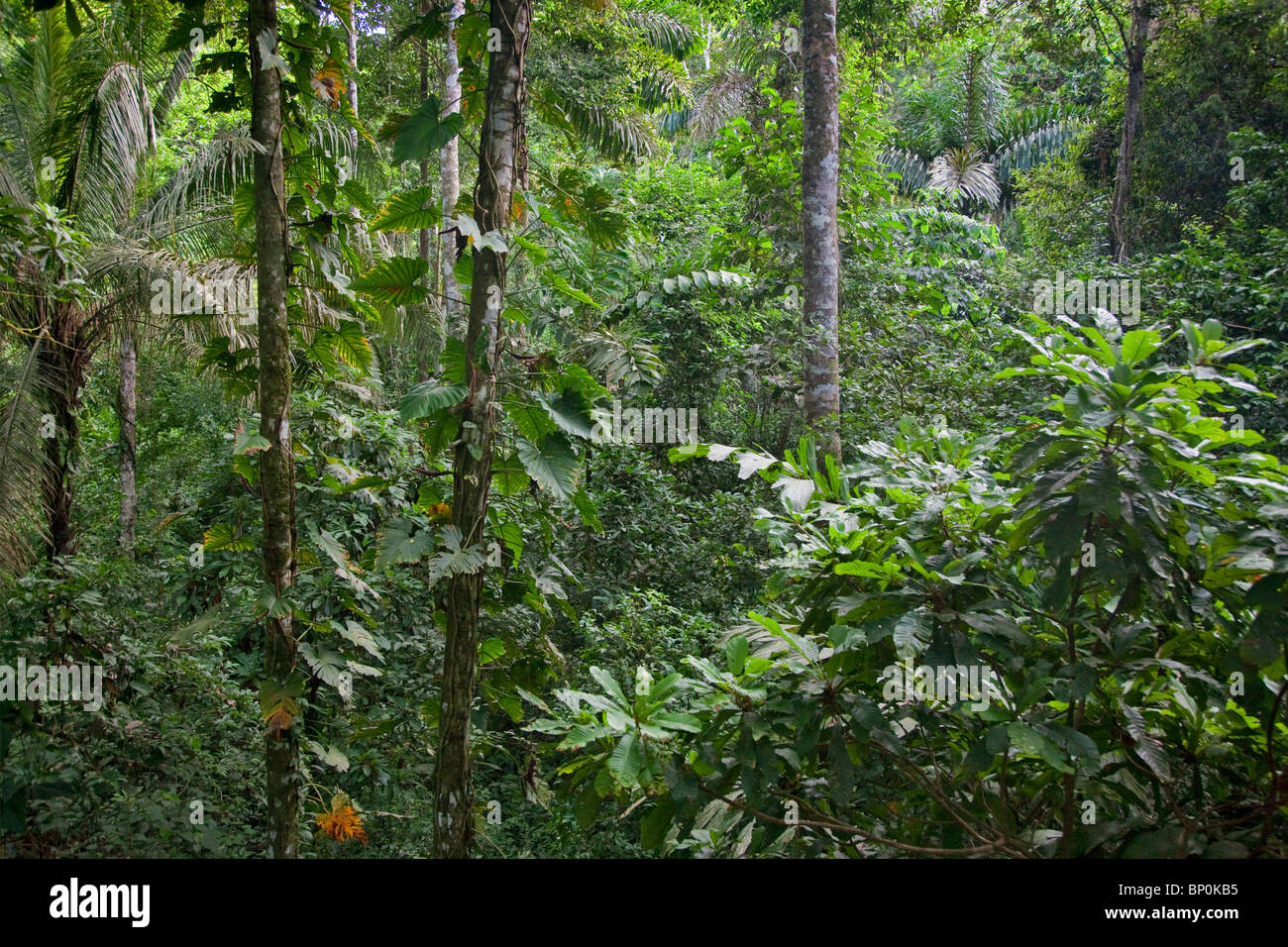 Jungle creepers trees hi-res stock photography and images - Alamy