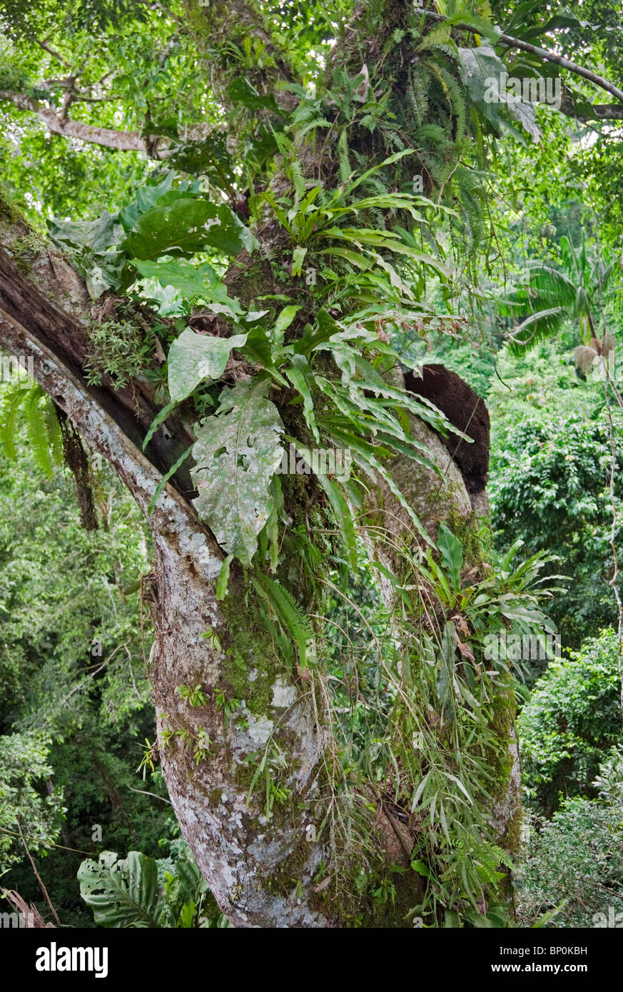 Peru. Ferns and epiphytes growing in the forest of the Amazon Basin. An ...