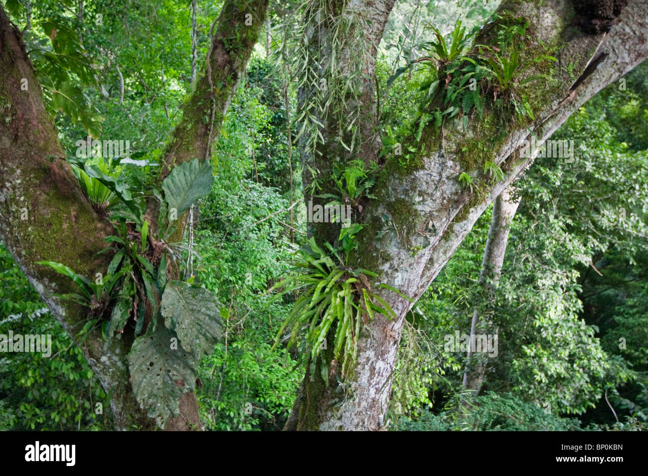 Peru. Ferns and epiphytes growing in the forest of the Amazon Basin. An ...
