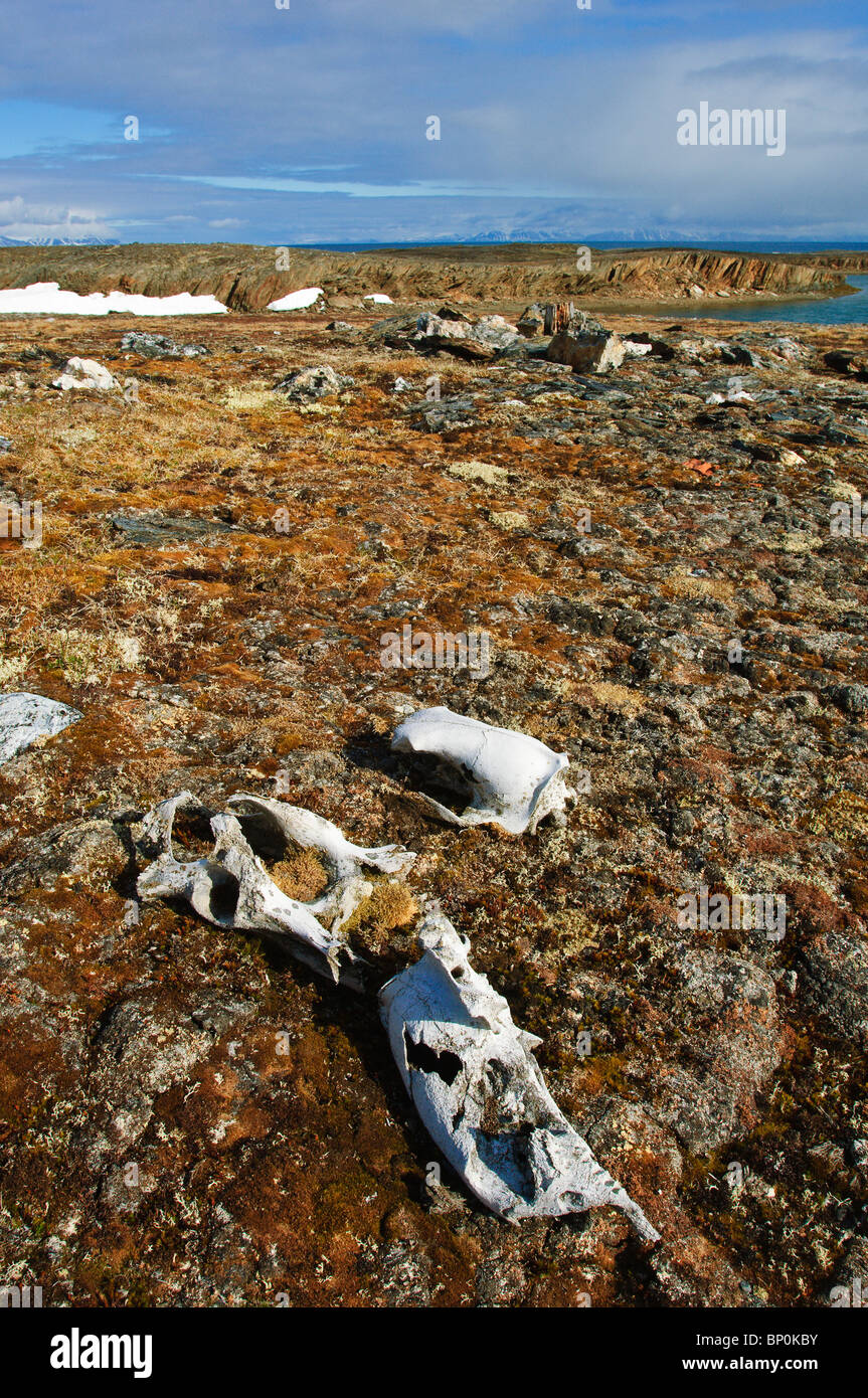 Exploring old reindeer bones at Kingodden Svalbard Archipelago, Norway ...