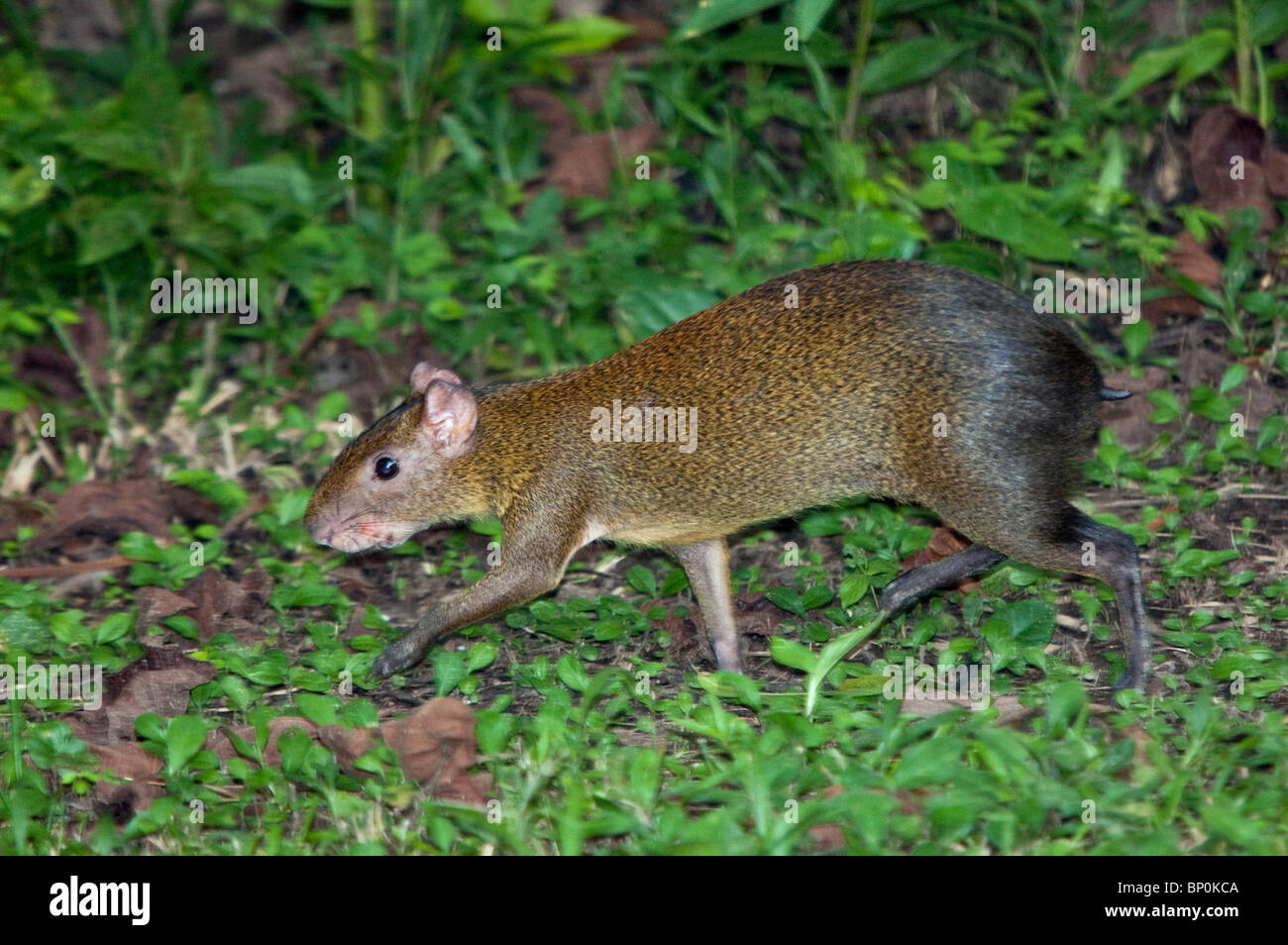 Aguti hi-res stock photography and images - Alamy