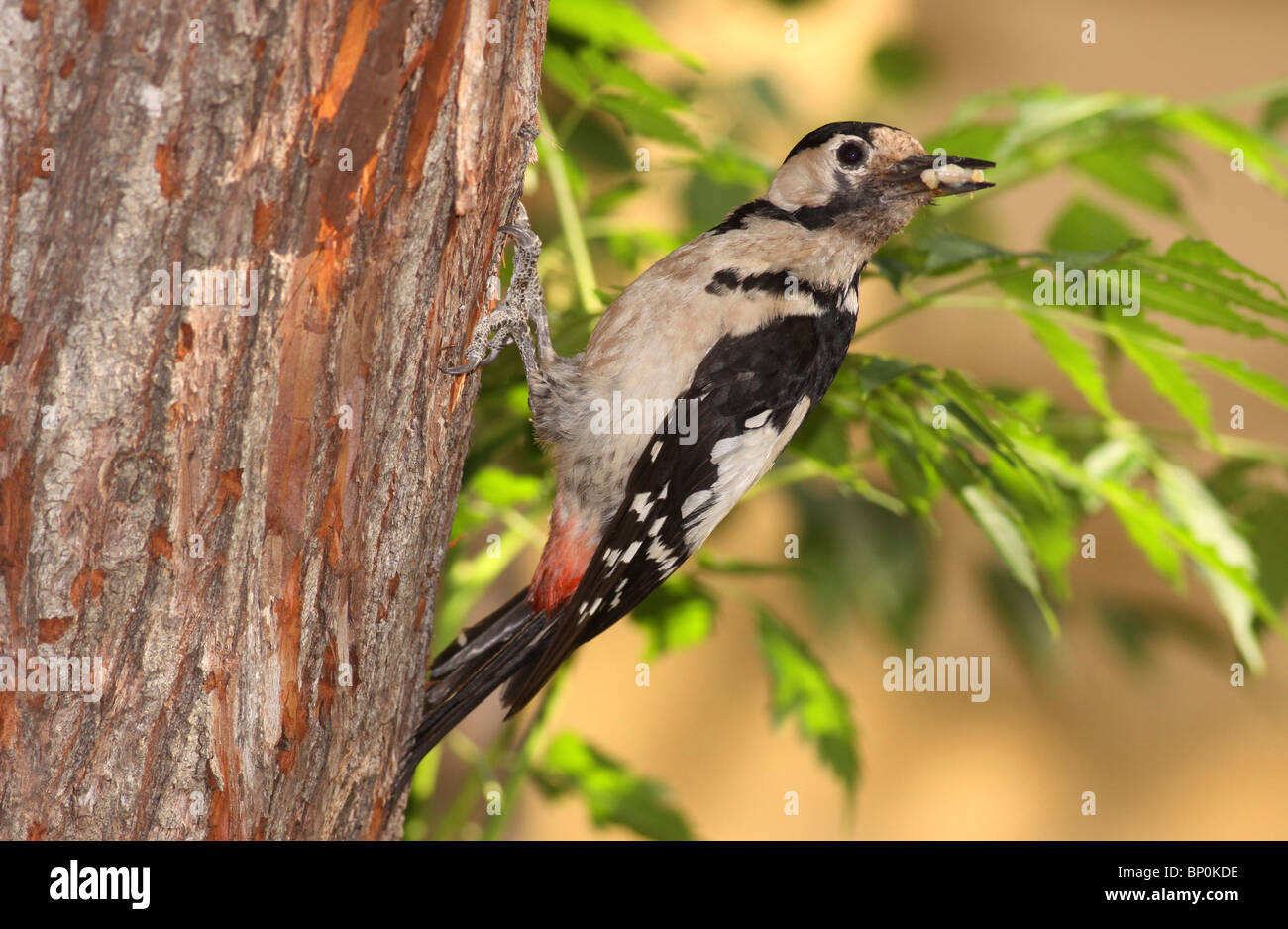 Syrian birds hi-res stock photography and images - Alamy