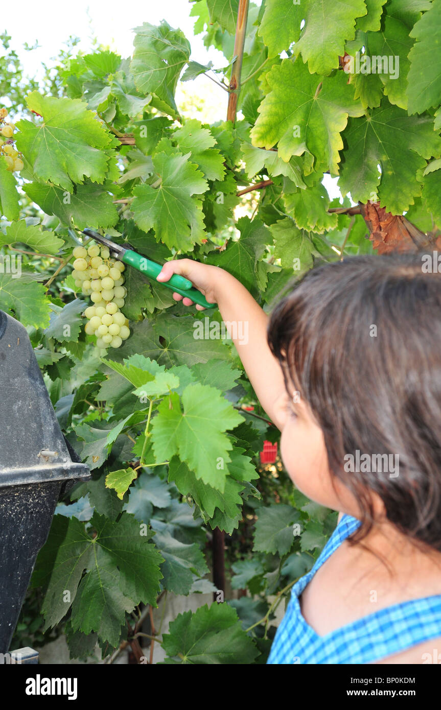 Girl of 6 picks grapes from a grapevine - Model release available Stock ...
