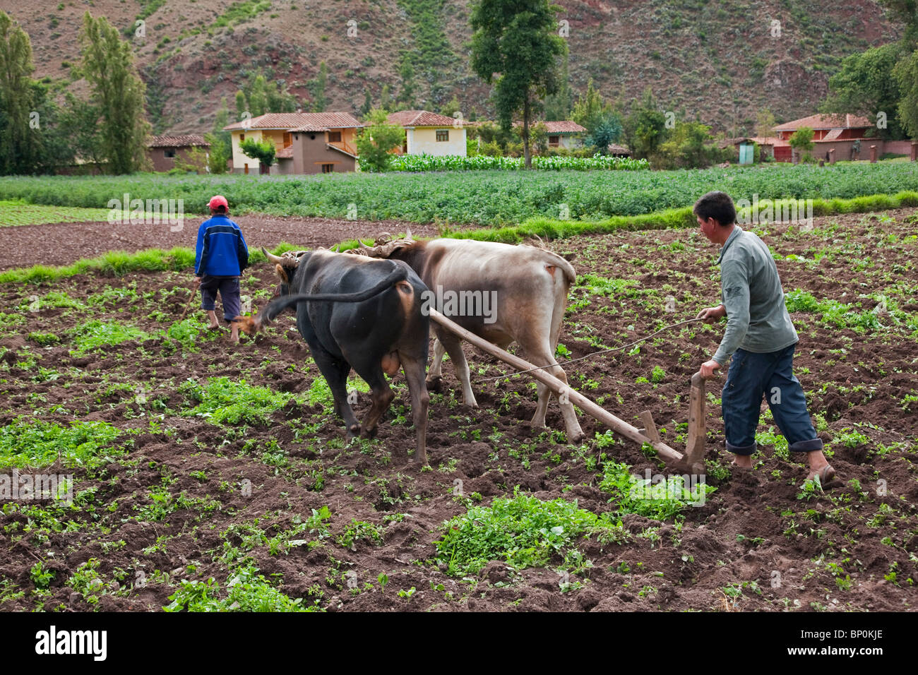Ox drawn plough hi-res stock photography and images - Alamy