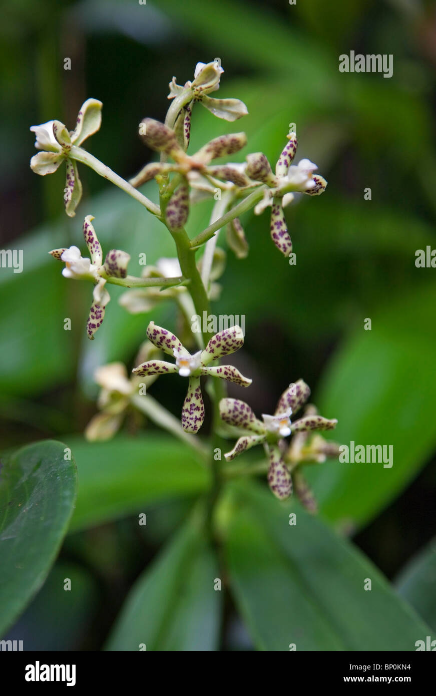 Peru, A Prosthechea orchid, both terrestrial and lithophytic, grows in ...