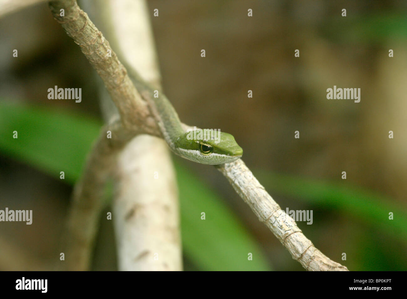 A Forest Twig snake (Thelotornis kirtlandii) in Uganda Stock Photo - Alamy