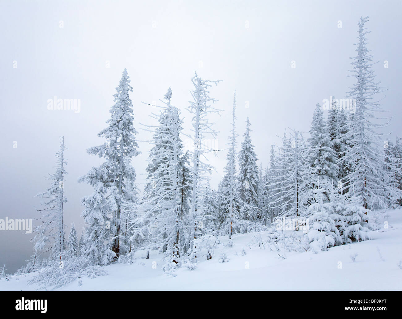 winter calm mountain landscape with snowfall ang beautiful fir trees on ...
