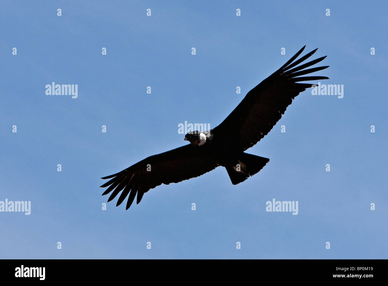 Peru, A magnificent Andean Condor above the Colca Canyon. At 3,191 ...