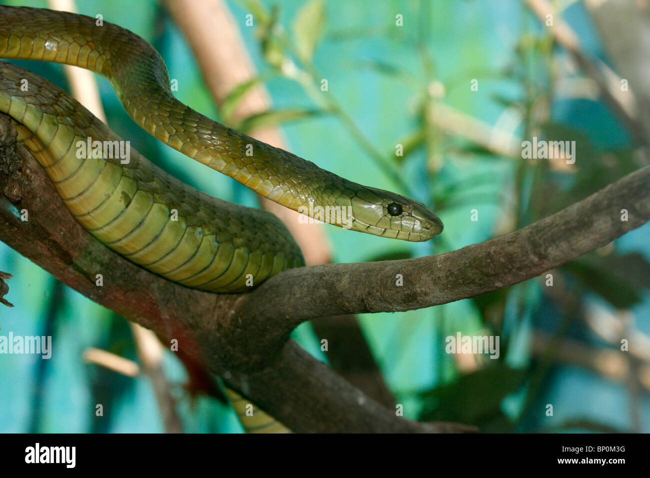 Eastern Green Mamba (Dendroaspis angusticeps), Uganda Stock Photo - Alamy