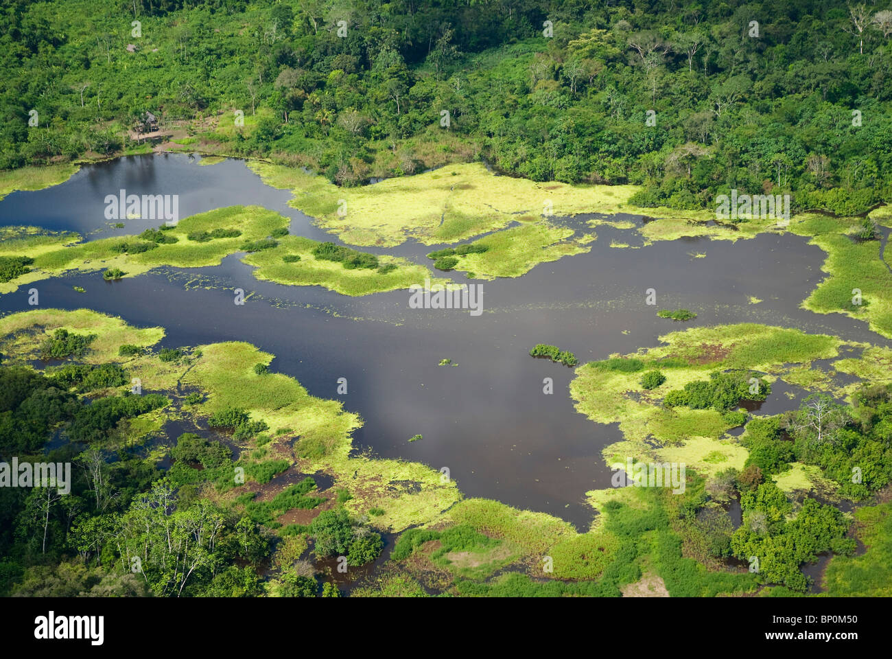 Aerial View of the rainforest near Iquitos, Peru Stock Photo - Alamy