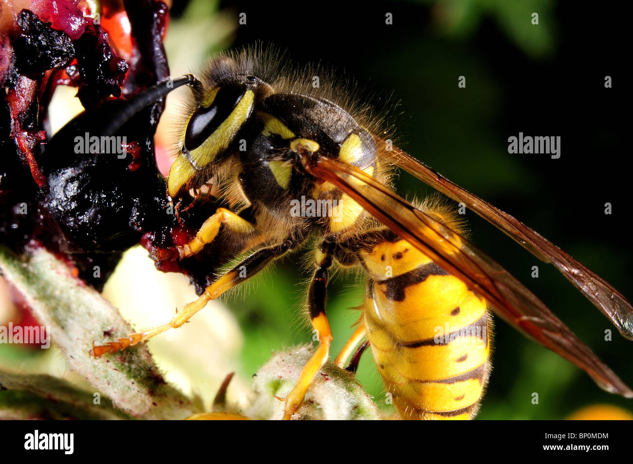 Wasp eating fruit Stock Photo - Alamy