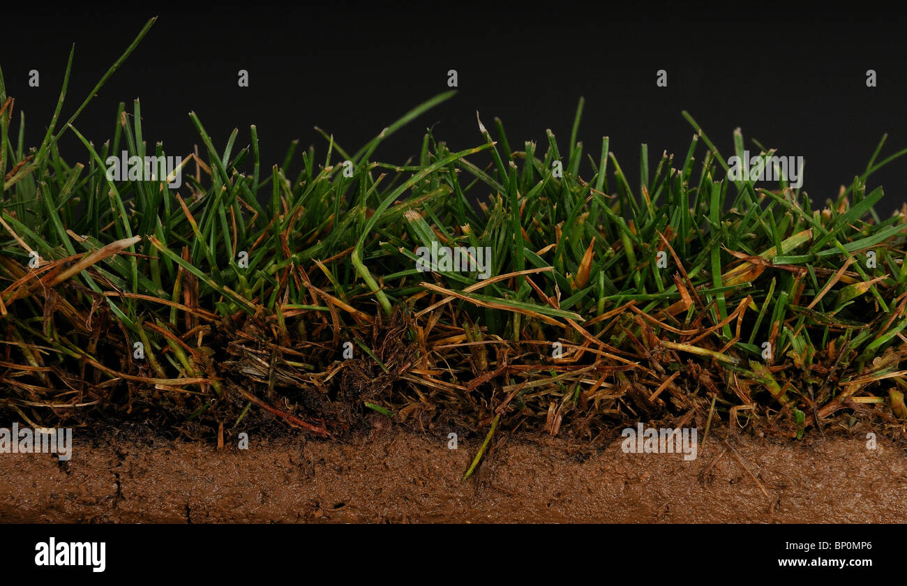 Turf of Grass side view Stock Photo - Alamy