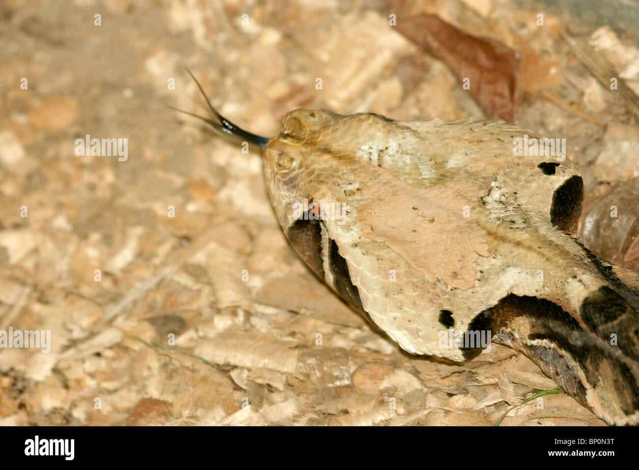 Gaboon Viper (Bitis gabonica), Uganda. It's the heaviest viper and has ...