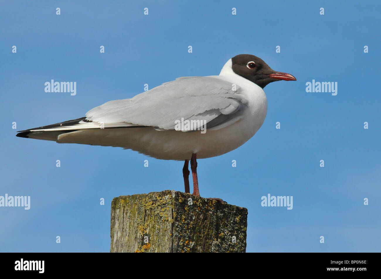 Mediterranean birdlife hi-res stock photography and images - Alamy