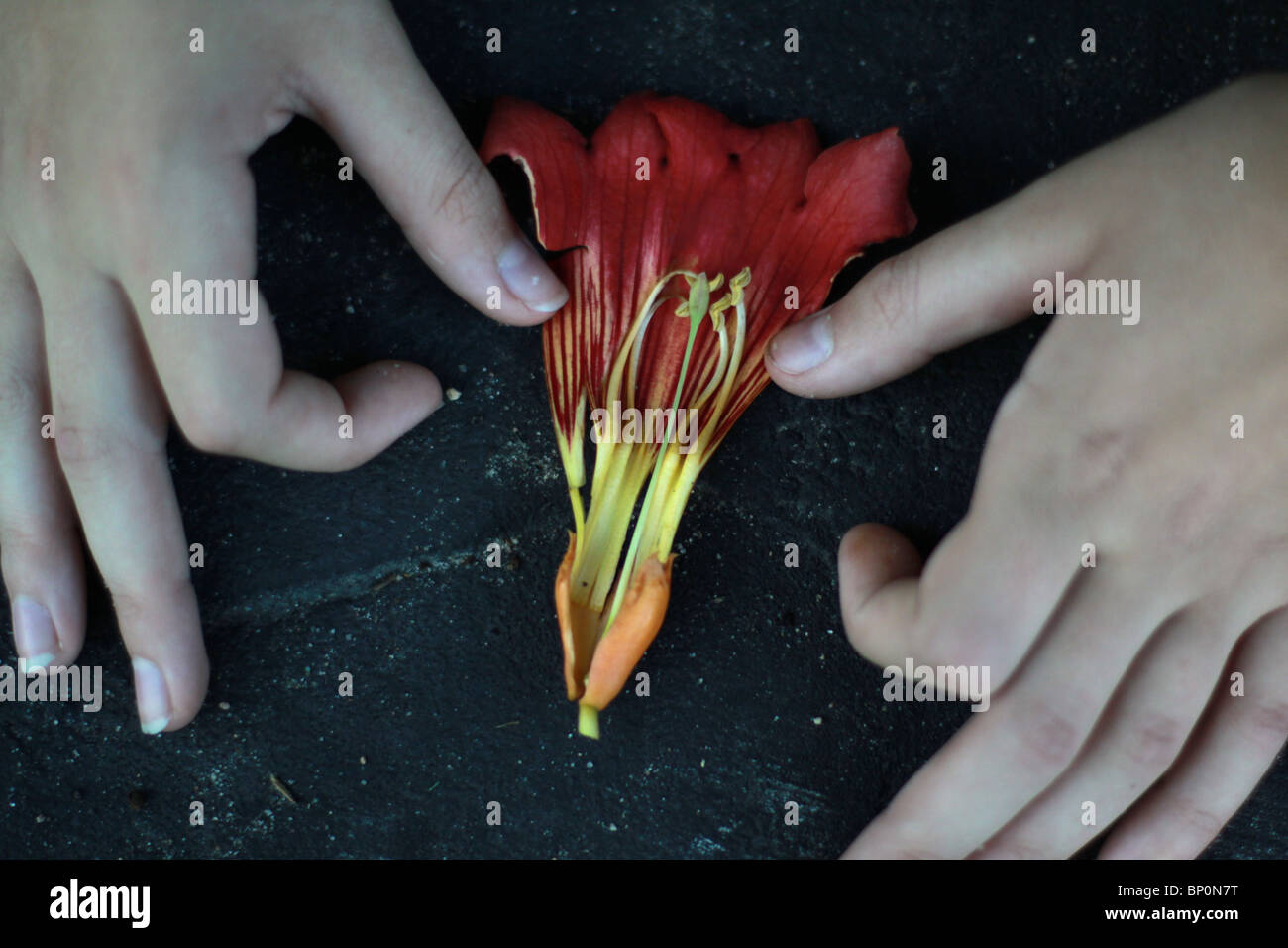 Hands holding open the inside of a flower Stock Photo - Alamy