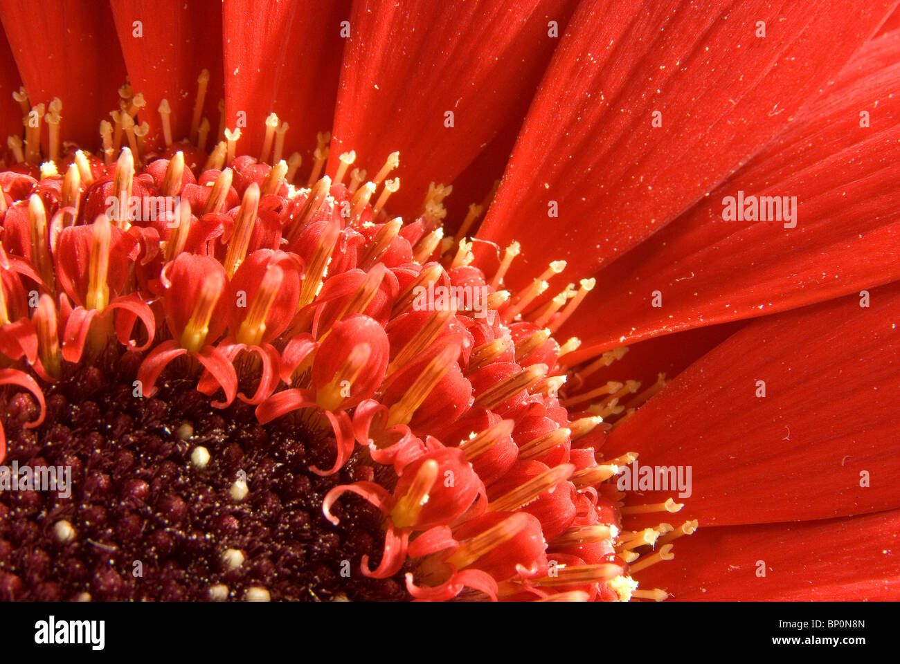 Inside The Gerbera macro detail Stock Photo - Alamy