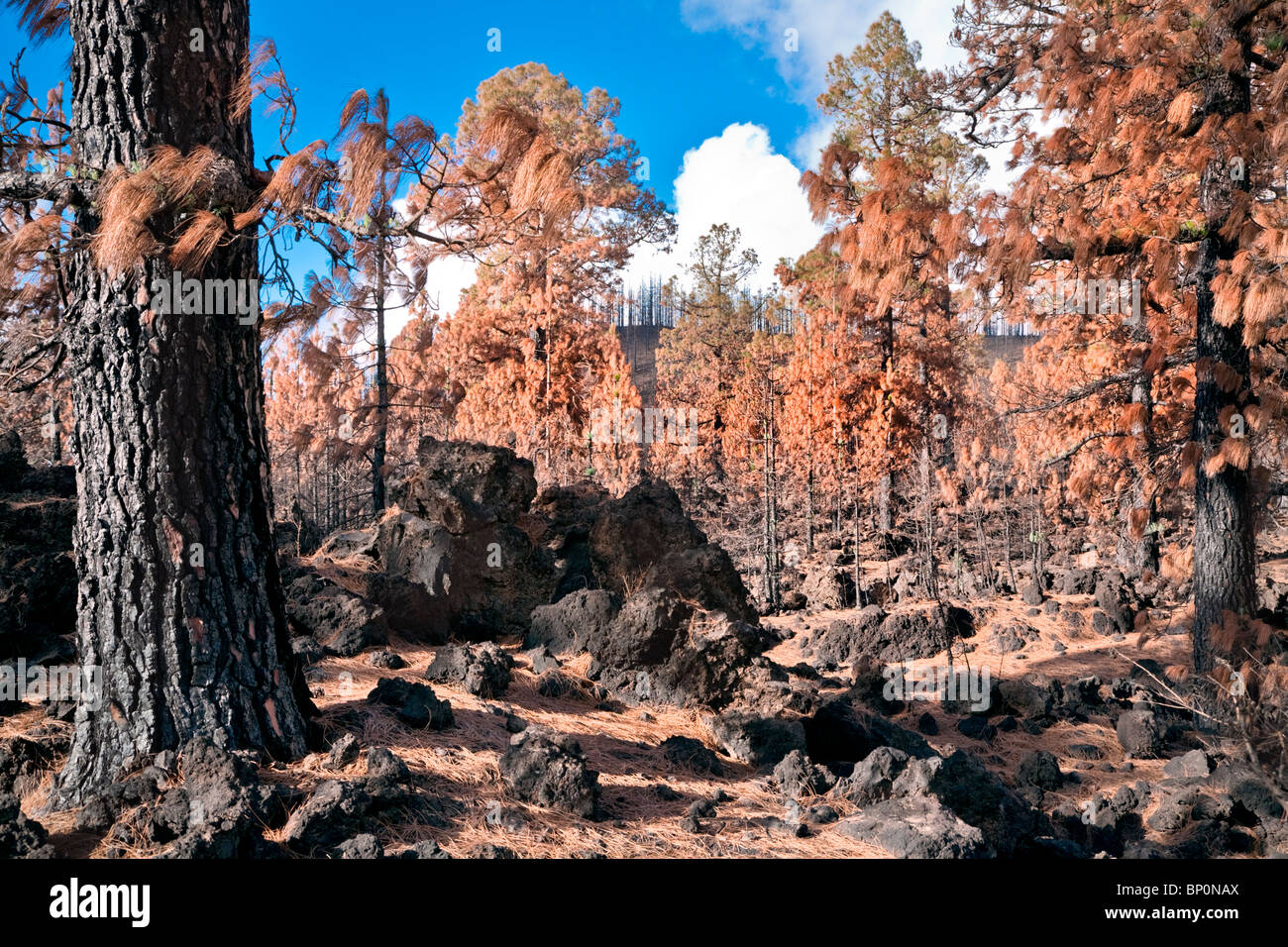 Lava burnt trees hi-res stock photography and images - Alamy