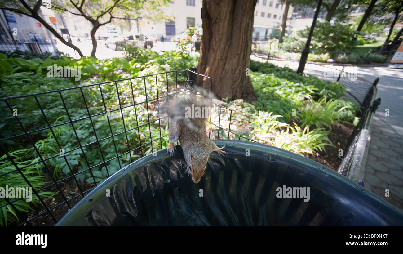 Eastern Gray Squirrel visits a trash can in New York on Saturday ...