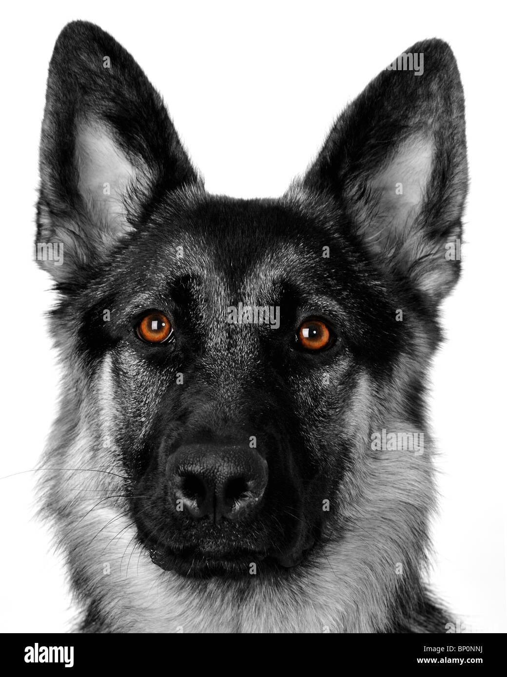 German Shepherd Dog Head shot Stock Photo - Alamy