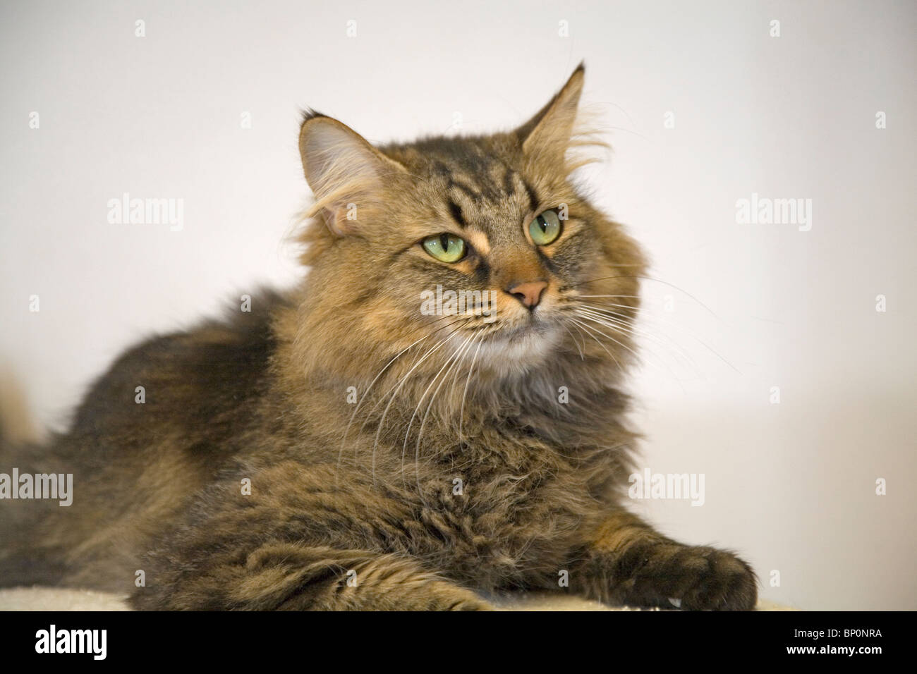 Long haired cat tail hi-res stock photography and images - Alamy