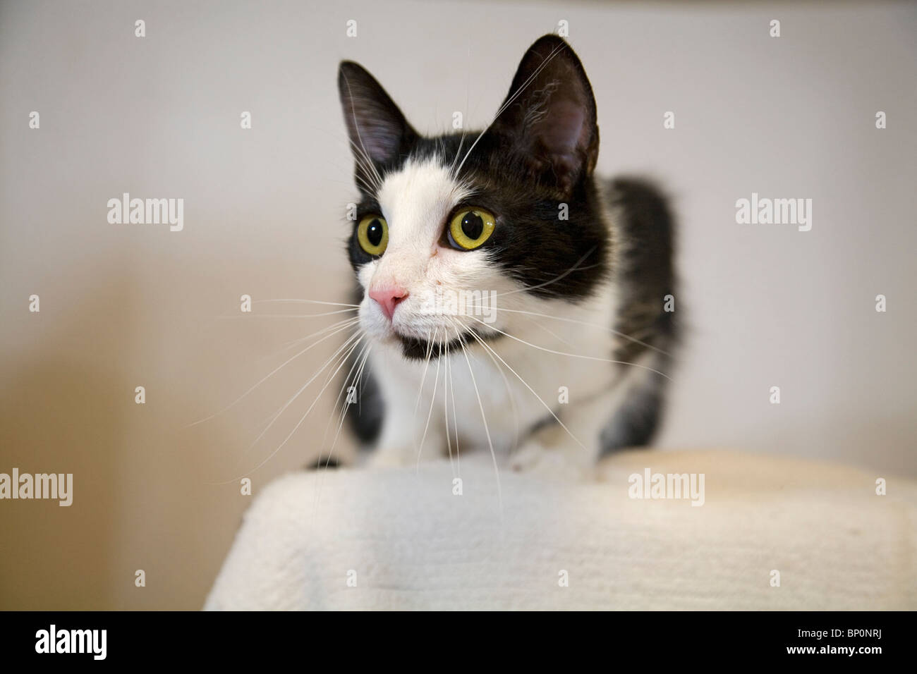 A stray cat in a Humane Society adoption center Stock Photo - Alamy