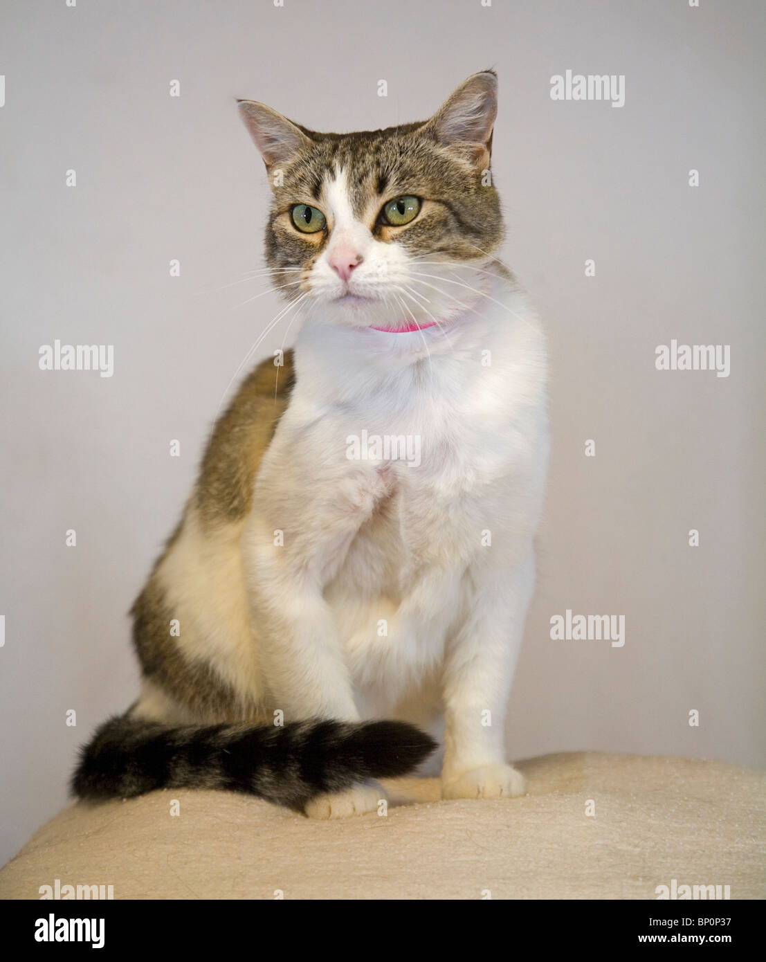 A stray cat in a Humane Society adoption center Stock Photo - Alamy
