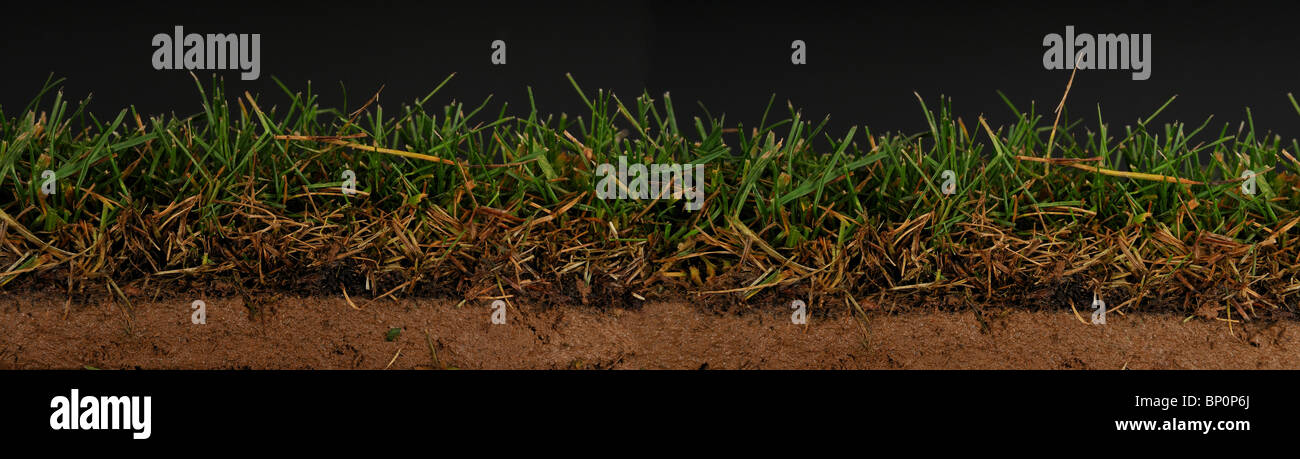 Turf of Grass side view Stock Photo - Alamy