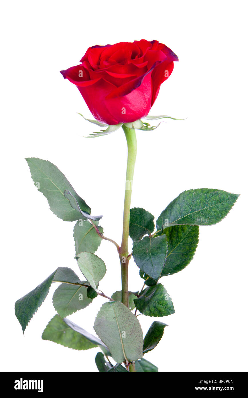 Close up of clean bright red rose on white background Stock Photo - Alamy