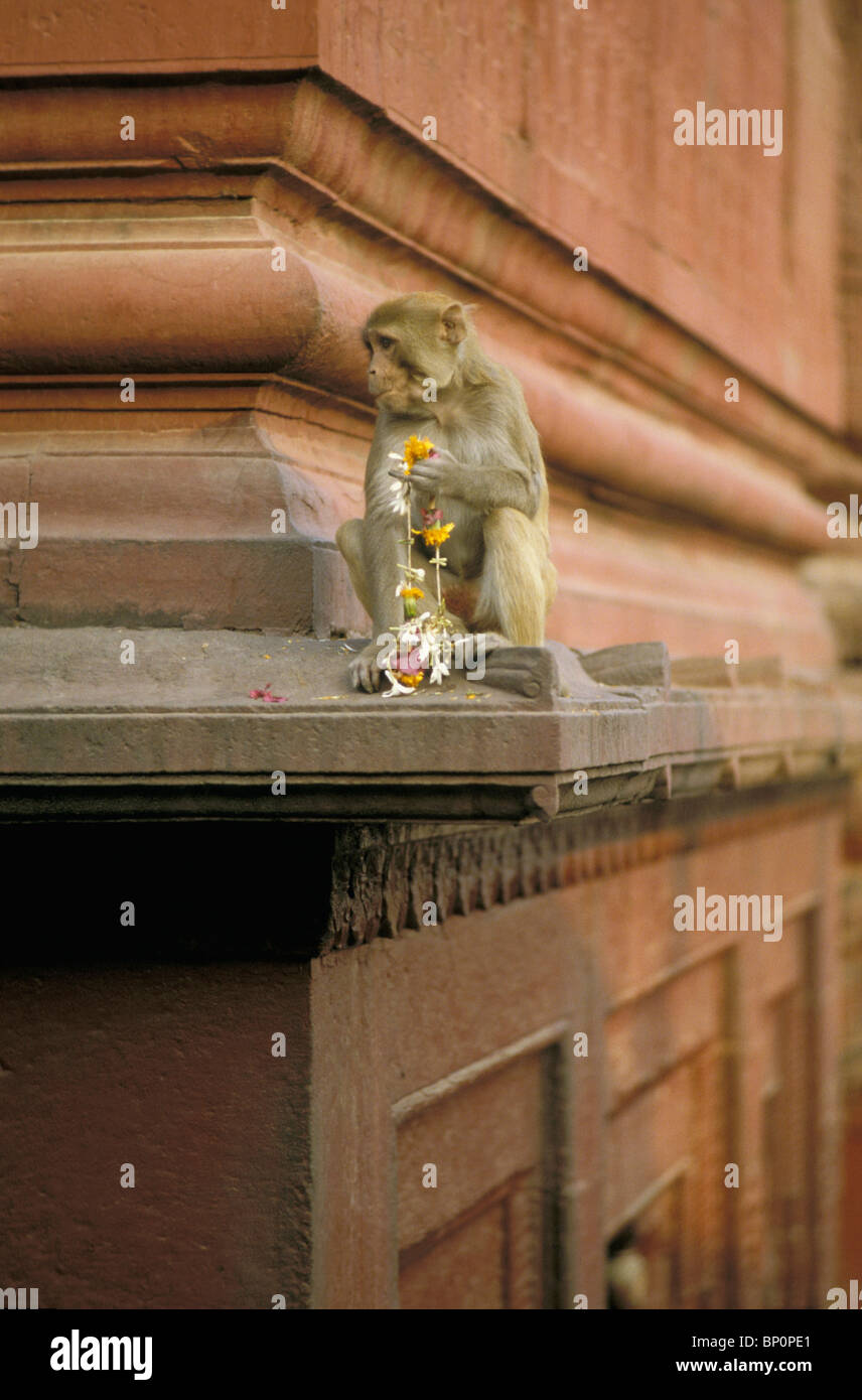Varanasi durga temple hi-res stock photography and images - Alamy