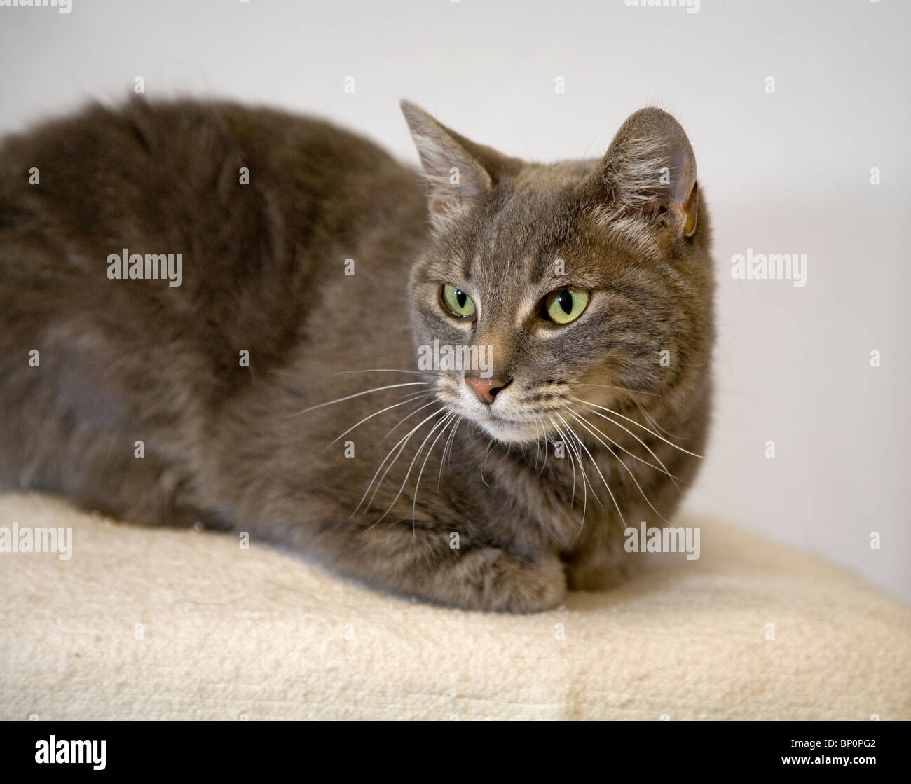 Cat purring hi-res stock photography and images - Alamy