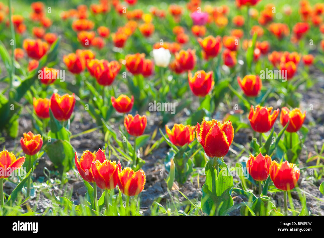 Spring beautiful red tulip flowers (nature background Stock Photo - Alamy