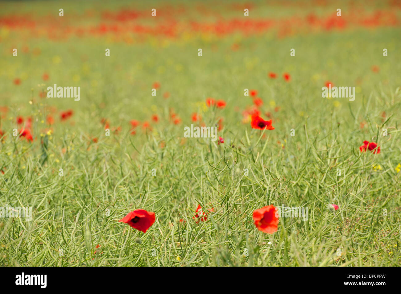 Red poppy field Stock Photo - Alamy