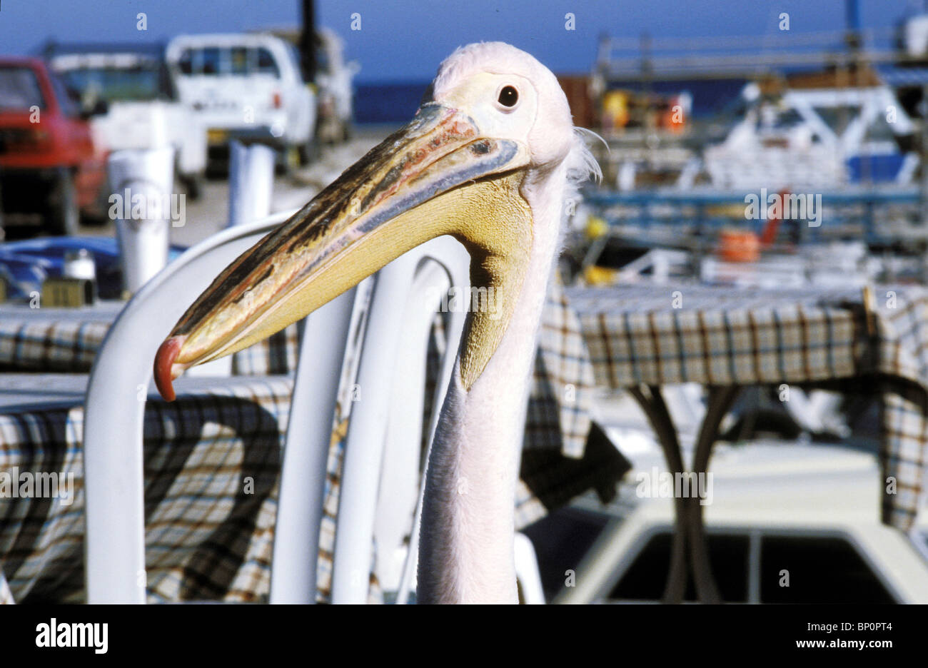 Cyprus, Paphos, pelican Stock Photo - Alamy