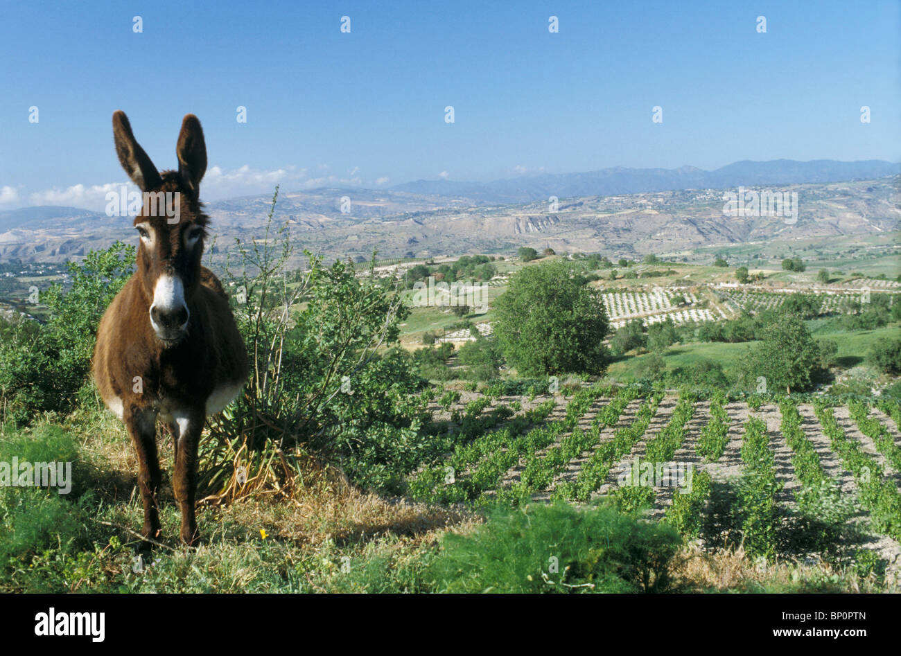 Wine growing region cyprus hi-res stock photography and images - Alamy