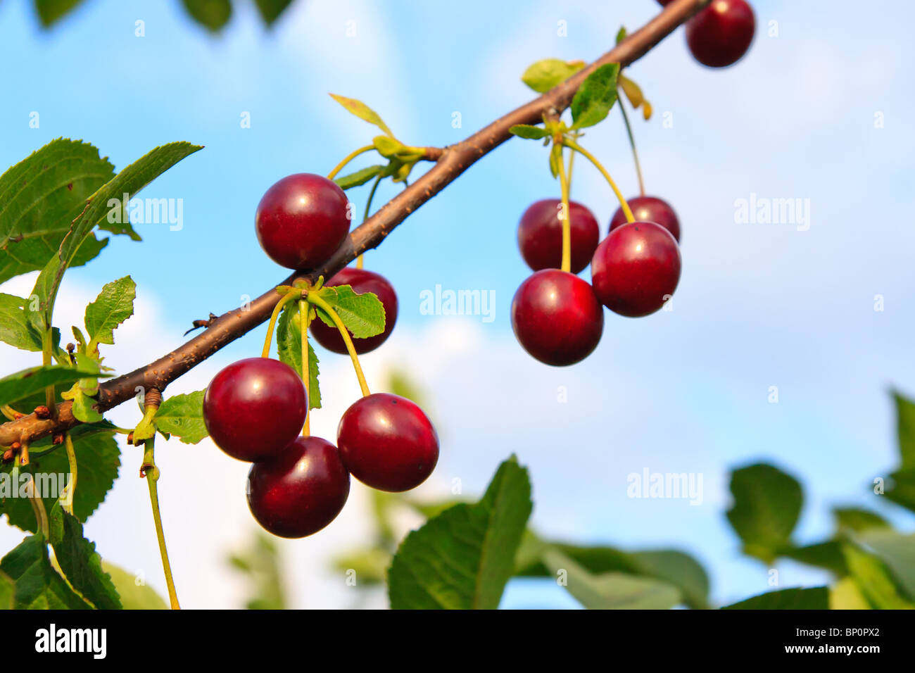 Morello cherry tree hi-res stock photography and images - Alamy