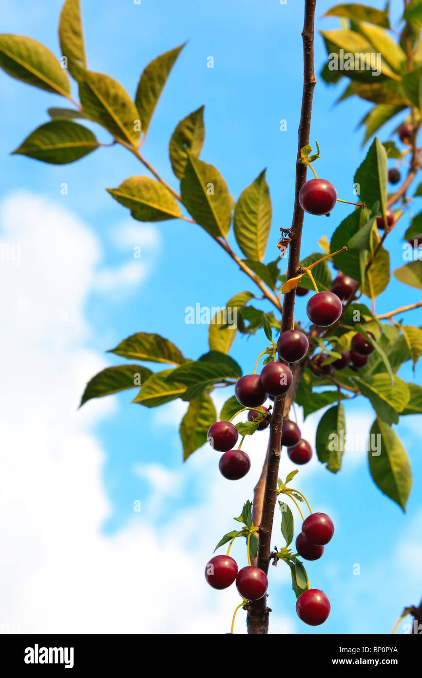 Ripe cherries hanging on a cherry-tree branch Stock Photo - Alamy