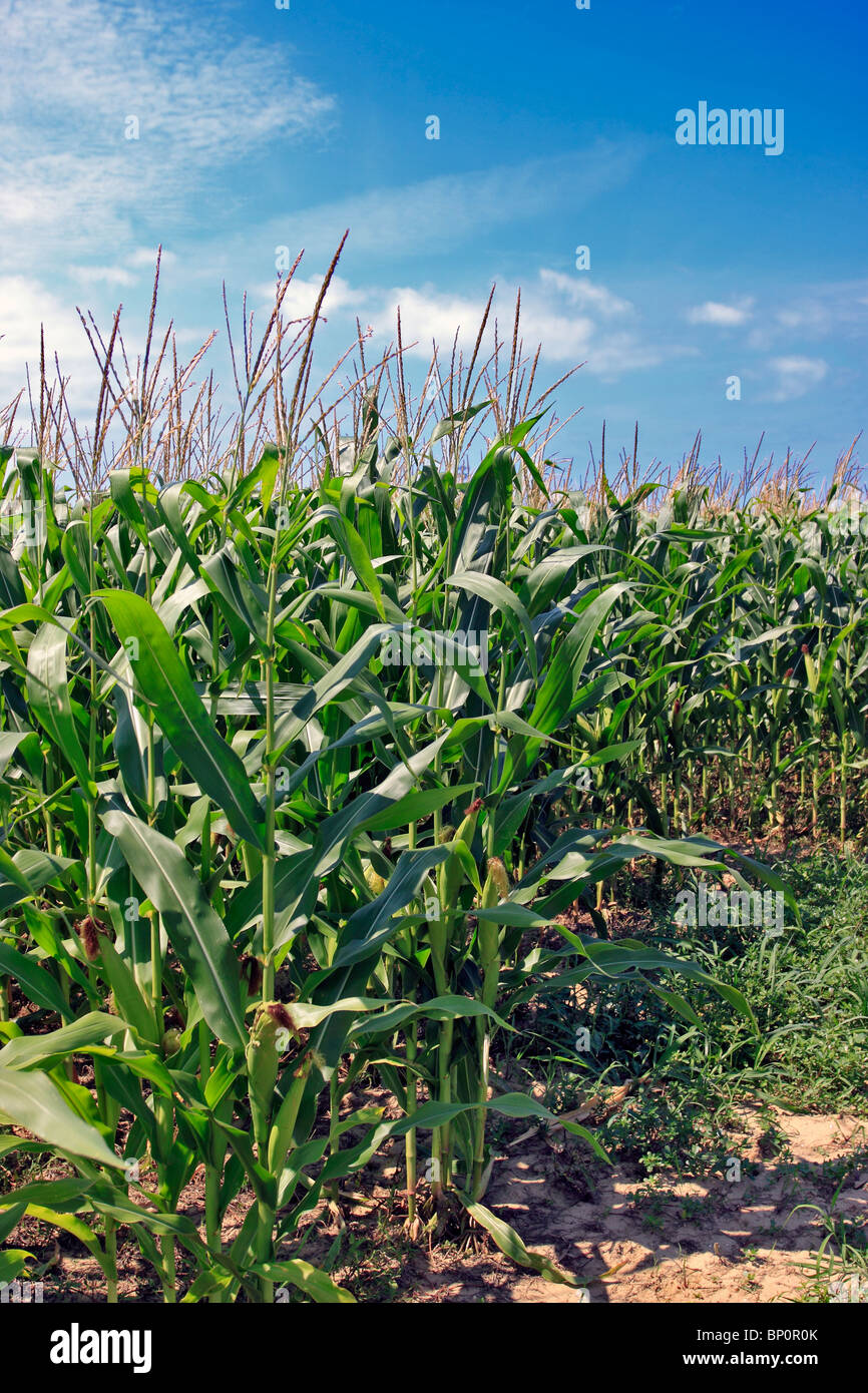 Corn field Long Island NY Stock Photo - Alamy