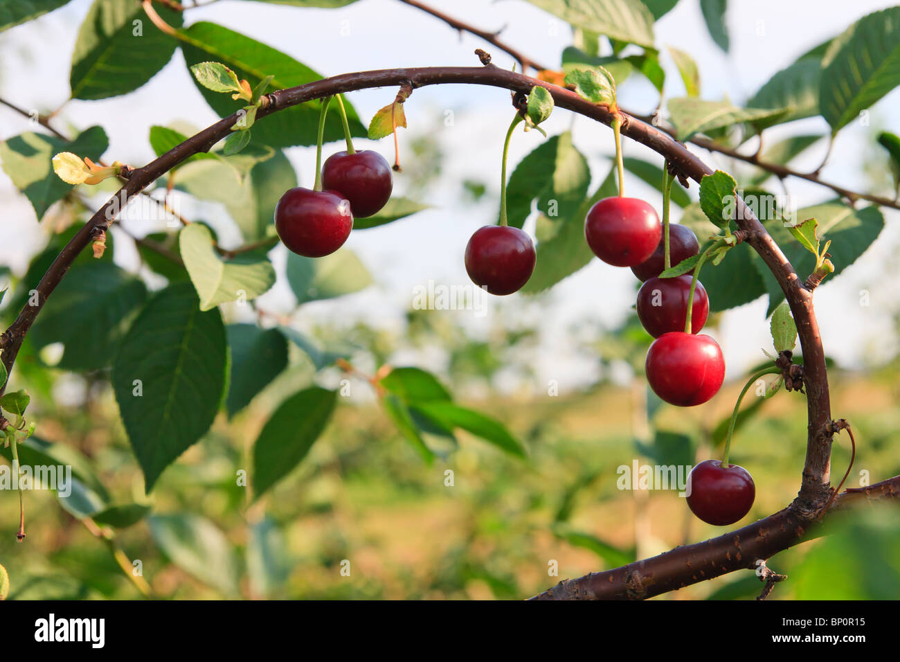 Morello cherry tree hi-res stock photography and images - Alamy