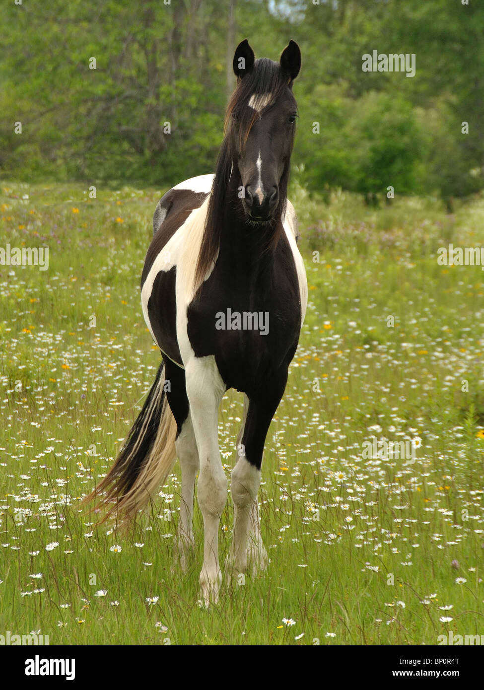 Black horse full body hi-res stock photography and images - Alamy