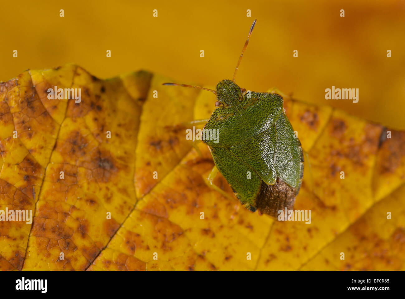 Autumn shield bug Stock Photo - Alamy