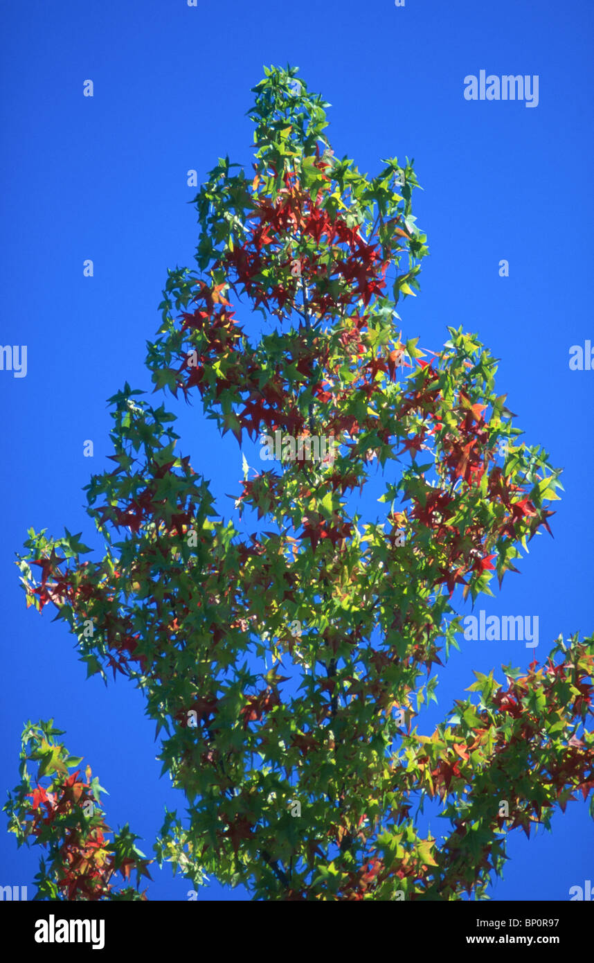 Maple tree turning red in fall with blue sky Stock Photo - Alamy