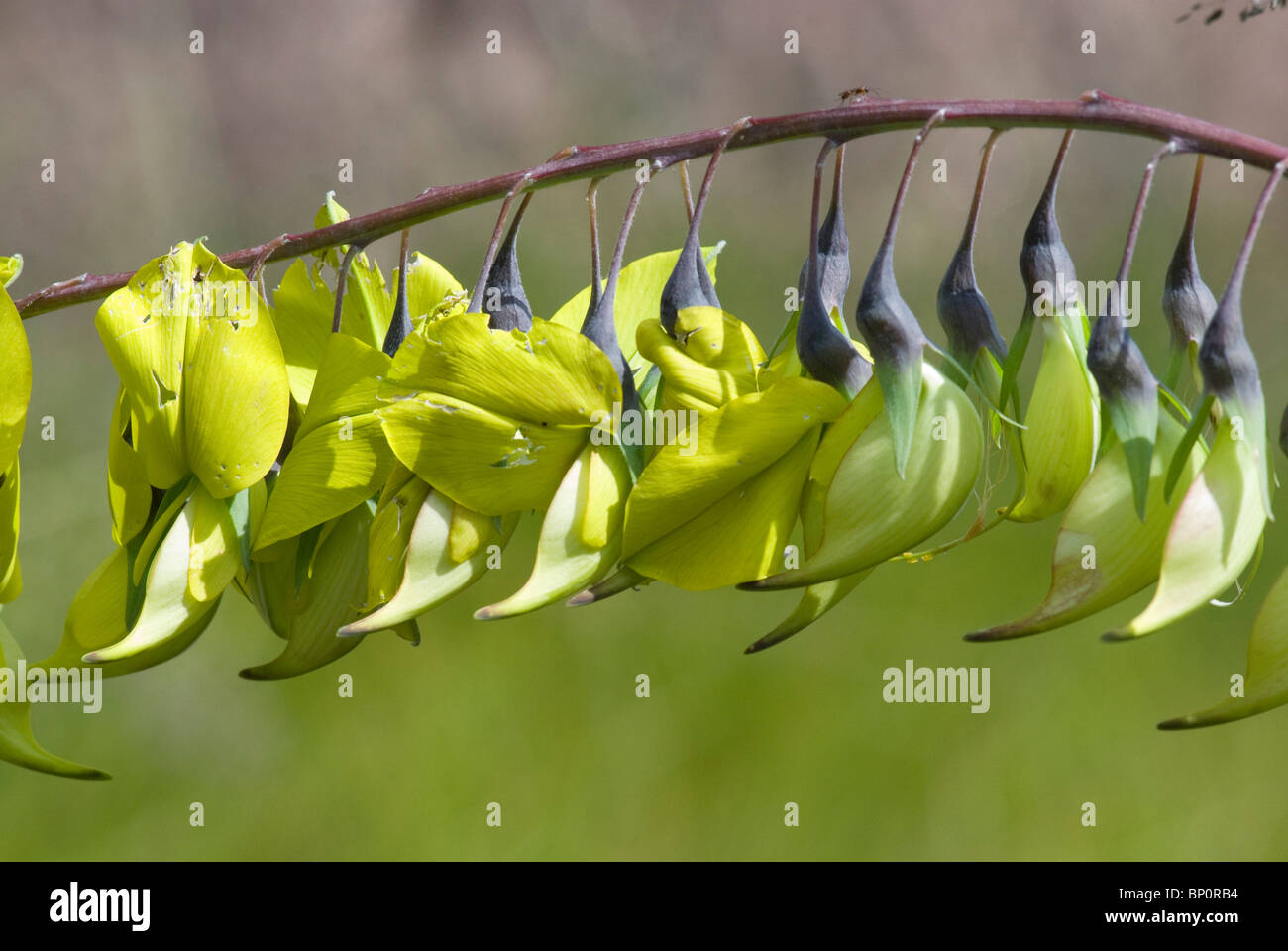 Rwanda, Crotalaria agathiflora Stock Photo - Alamy