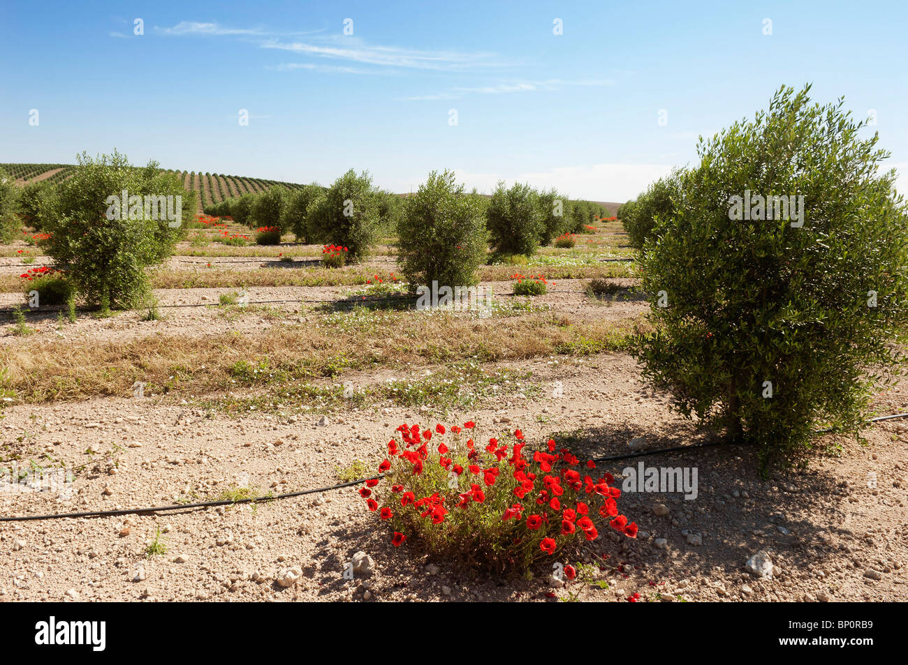 Olive grove with drip irrigation system, Alentejo, Portugal Stock Photo ...
