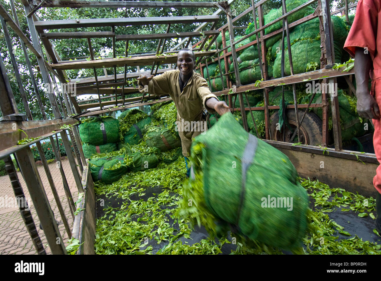 Rwanda, tea harvesting Stock Photo - Alamy