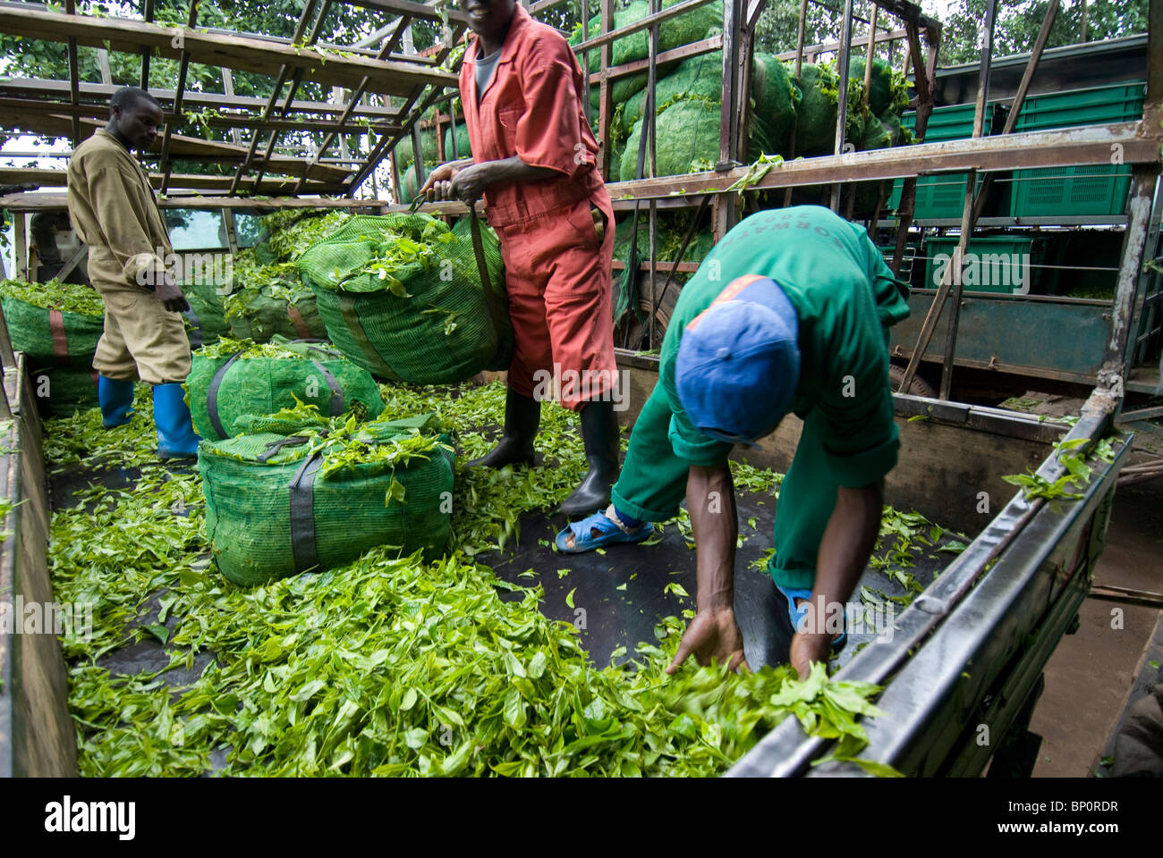 Rwanda, tea harvesting Stock Photo - Alamy