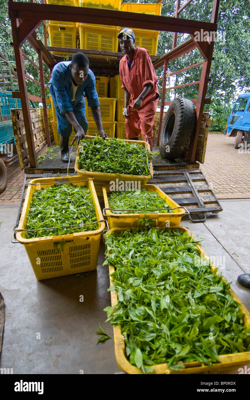 Rwanda, tea harvesting Stock Photo - Alamy