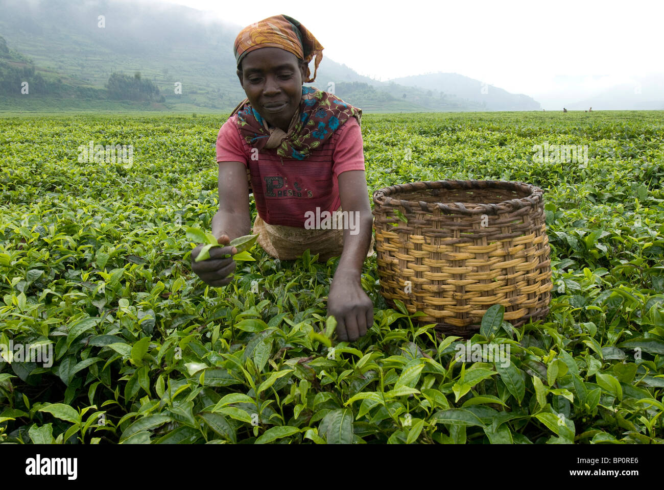 Rwanda, tea harvesting Stock Photo - Alamy
