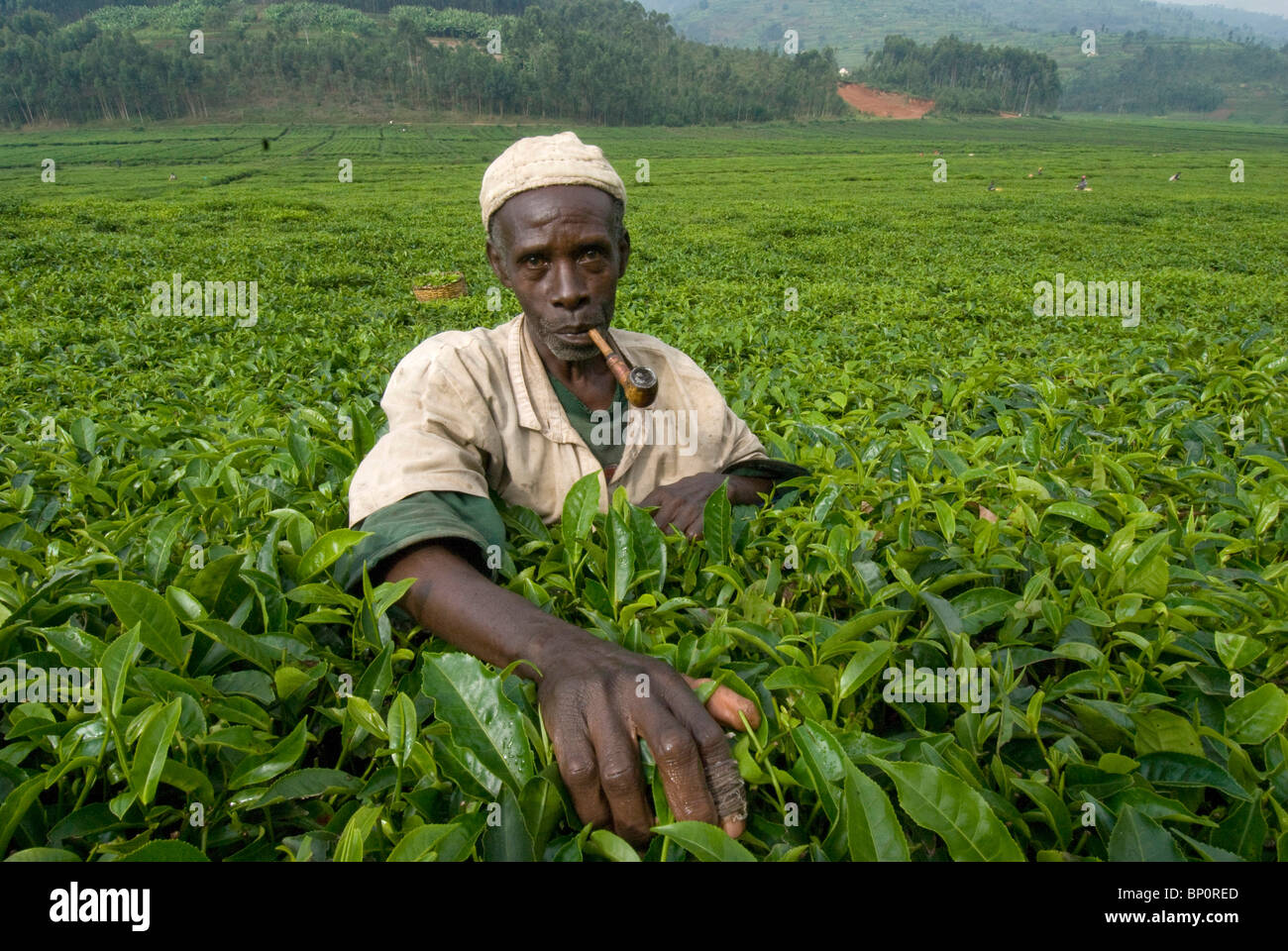 Rwanda, tea harvesting Stock Photo - Alamy