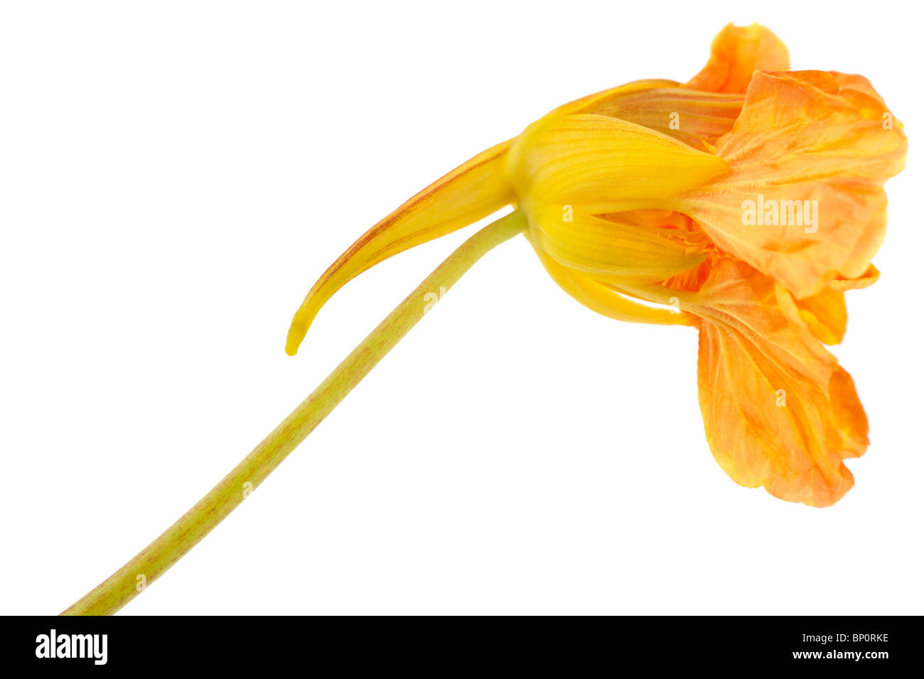 Spur petals stalk gardening garden horticulture plant hi-res stock ...