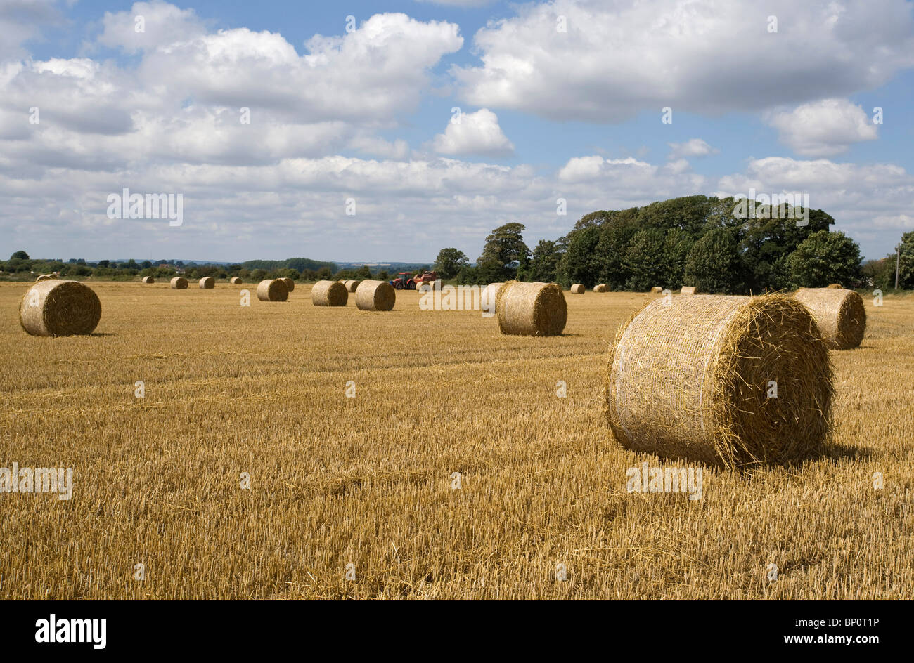 Roundels of Cut Hay at Harvest Time Stock Photo - Alamy